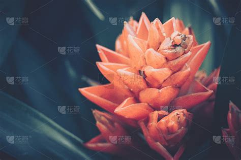 古兹曼花收起来 复古风格
