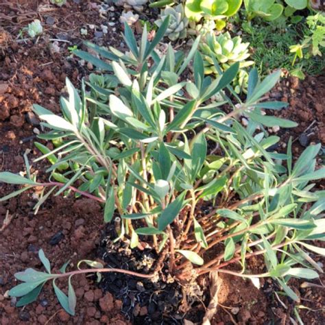 Euphorbia X Martini Waleuphrud Syn Euphorbia X Martini Rudolph