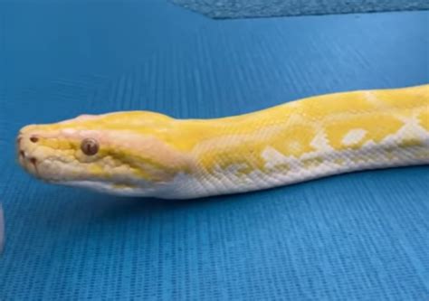 Python Escapes Enclosure At Louisiana Mall