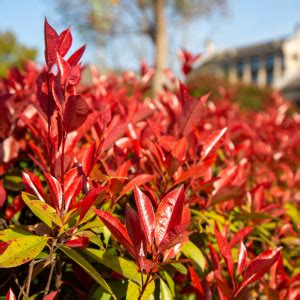 19 Trees With Red Leaves All Year A Garden Diary