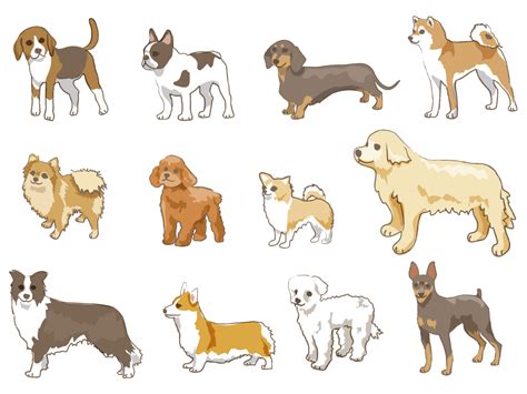 これから犬を飼いたいと言う方必見大型小型犬の人気犬種を紹介 PETLY
