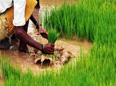 किसान उत्पादक संगठन एफपीओ किसान सशक्तिकरण का एक माध्यम Farmer