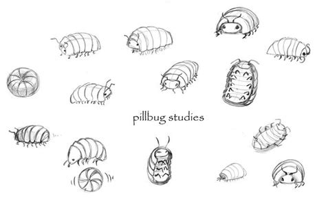Pill Bug Drawing At Explore Collection Of Pill Bug