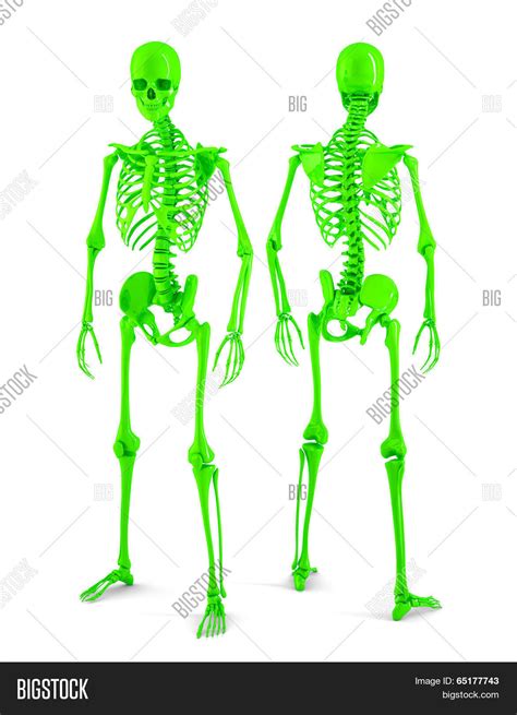 3d Human Skeleton Image And Photo Free Trial Bigstock