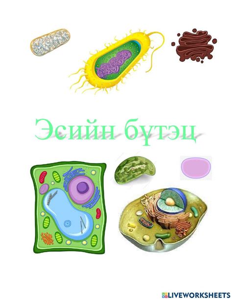 эсийн бүтэц Online Exercise For Live Worksheets