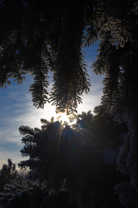 Pine Tree Sun Flare Blue Free Photo On Pixabay Pixabay