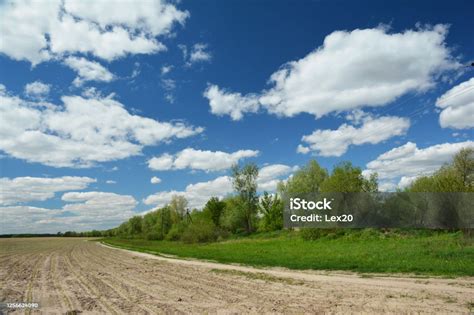 옥수수가 첫 번째 잎 옥수수 새싹 무대와 황야 지역 초원 무성한 녹색 잔디와 나무가 옆으로 와 푸른 하늘과 야생 자연 코너에서 성장 아름다운 봄 농업 풍경 0명에 대한 스톡