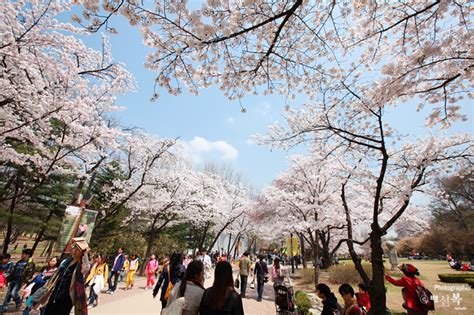 벚꽃 나들이 추천 어린이대공원 햇쌀가게 행복의 시작은 집밥 수향미 백진주 경기미 햅쌀로~