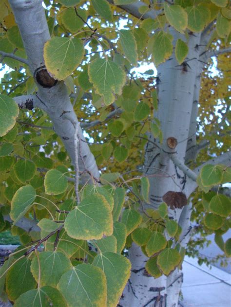 Photo Of The Stem Scape Stalk Or Bark Of Quaking Aspen Populus