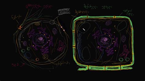 ცხოველური და მცენარეული უჯრედის მიმოხილვა Youtube