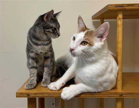 Asher Is Adopted Happy Cats Haven