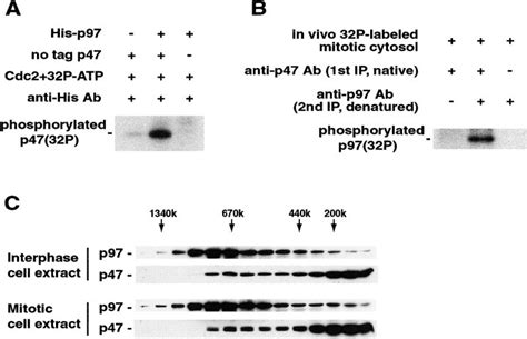 P47 Forms A Complex With P97 In Mitotic Cytosol A Phosphorylated P47