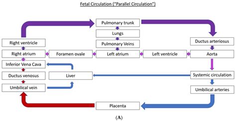 Maternal Hyperoxygenation Mh Testing In A Third Trimester Fetus With
