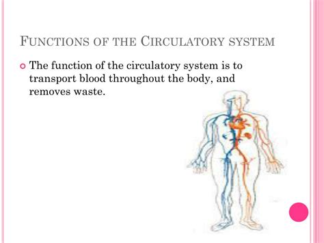 PPT The Circulatory System PowerPoint Presentation Free Download ID