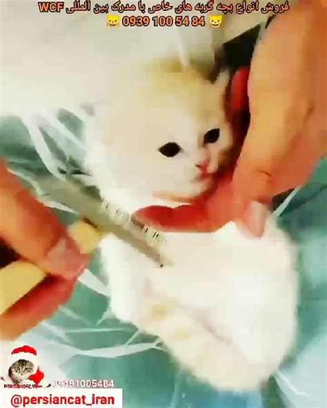 فروش بچه گربه 09391005484