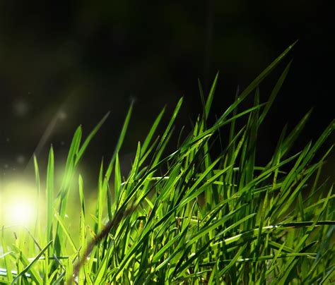 Grass Wallpaper Engine