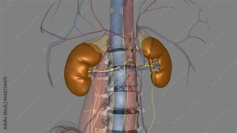 The Renal Plexus Is A Complex Network Of Nerves Formed By Filaments