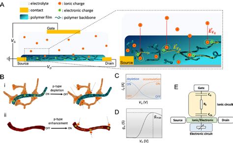 Oect Operation A Schematic Representation Of An Oect During Download Scientific Diagram
