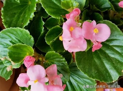 四季海棠怎麼養護才能花開不斷做到以下幾點開花一茬接一茬 每日頭條