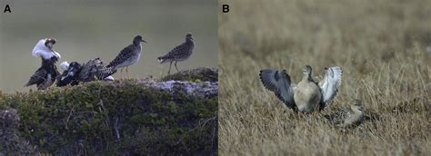 Mating Systems In Birds Current Biology