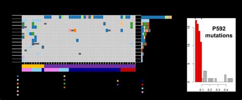 Mutation Profile For Genes Related To Dna Maintenance A Oncoplot For