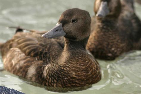 Free Picture Details High Resolution Image Steller Eider Hen