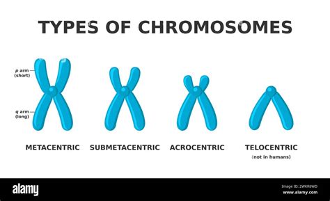 Cromosoma Acrocentrico Immagini Vettoriali Stock Alamy