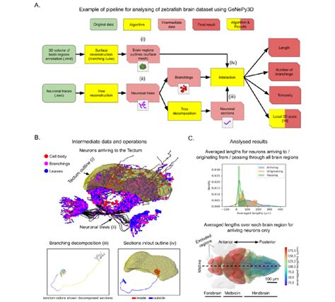 Example Workflow For Analysing Of Larval Zebrafish Brain Dataset 17