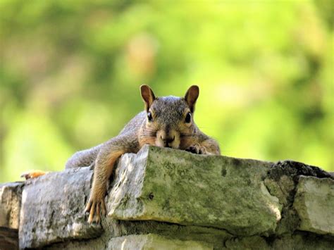 100 000 Free Cute Squirrel And Squirrel Images Pixabay