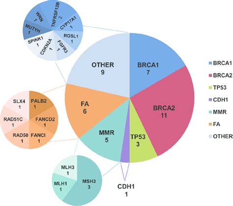 Number Of Germline Loss Of Function Mutations Identified In Different Download Scientific