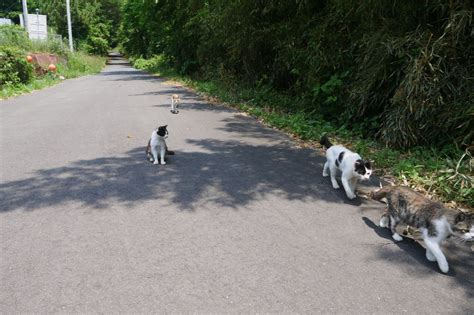 일본 고양이 마을 유머 움짤 이슈 에펨코리아