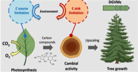 MiCSS Mixed Carbon Source And Sink Controls On Tree Growth