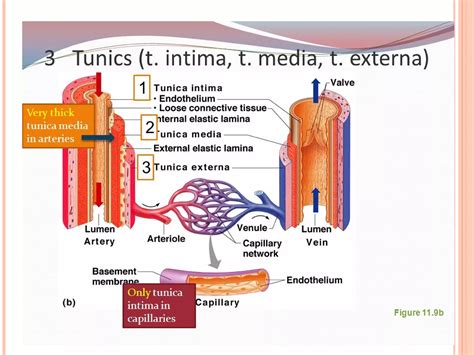 Circulatory System 1 PPT