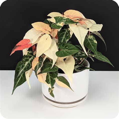 Fallopia Multiflora Care Curious Plant Killer