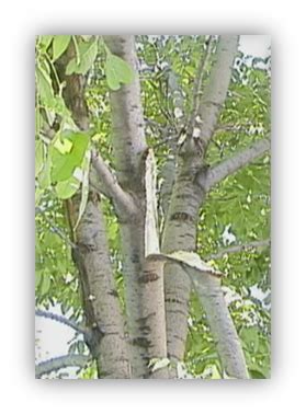 Pruning Mature Shade Trees Csu Extension