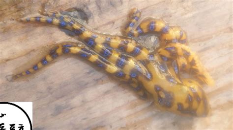 [전국]여수 앞바다 맹독 파란고리문어 잡혀 청산가리 10배 독성 Ytn