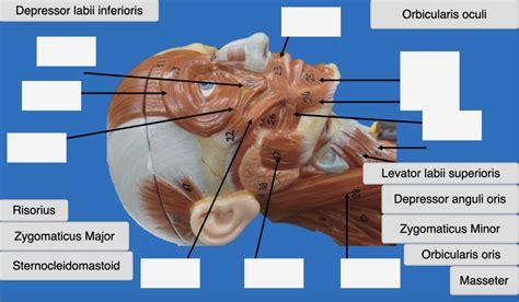 A P 1 Lab 6 Diagram Quizlet A P 1 Lab 6 Diagram Quizlet