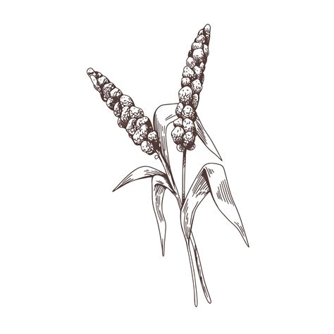 Premium Vector Siberian Millet Vintage Botanical Drawing Outlined