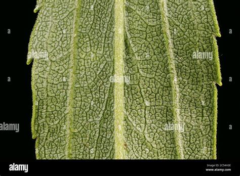 Solidago Canadensis Leaf