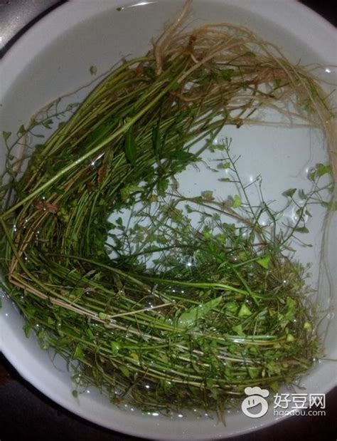 舌尖上的春天地菜煮雞蛋你吃了嗎 每日頭條