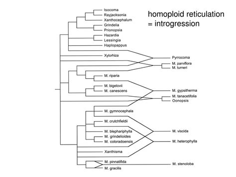 Ppt Polyploidy I Types Of Polyploidy A Autopolyploidy More Than 2 Genetically Identical