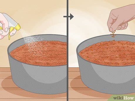 3 Ways To Grow Cress WikiHow Life 3 Ways To Grow Cress WikiHow Life