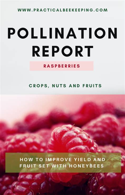 Raspberry Pollination Report Best Practical Beekeeping