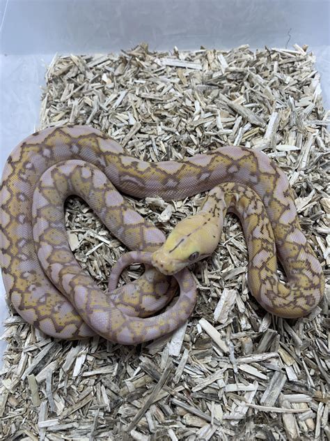 Reticulated Pythons Reptile Forums
