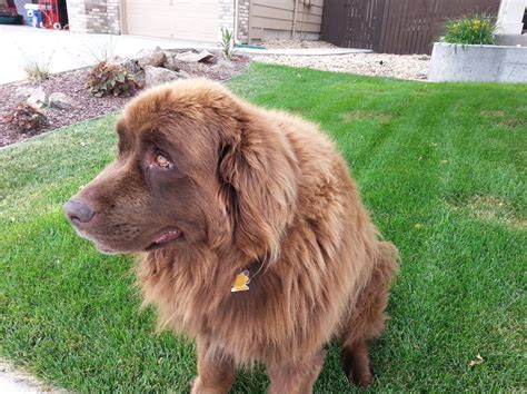 The Flower Bin Is Dog Tuff™ Grass Right For Your Lawn
