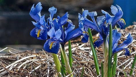 Iris Origen Descripci N Cultivo Cuidados Propiedades
