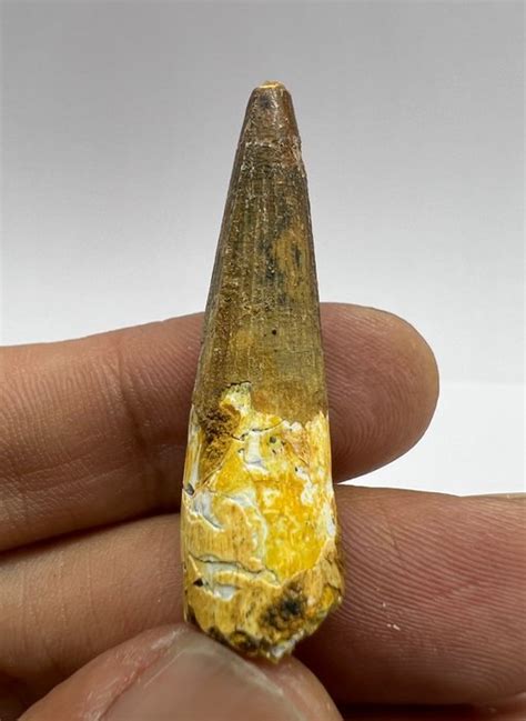 Dinosaurus Tand Spinosaurus Aegyptiacus 4 Cm Catawiki