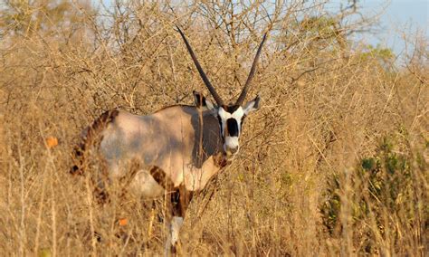 The Gemsbok Oryx Gazella Western Cape Safari Guide