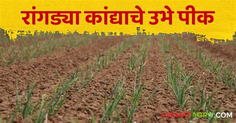 Kanda Crop Management रांगडा कांद्याचे उभे पीक असतांना काय काळजी घ्यावी जाणून घ्या सविस्तर