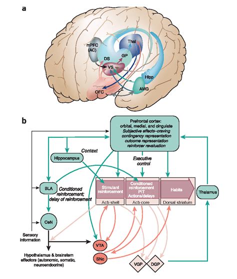 2 Limbic Circuitry With Tentative Localization Of Functions Involved